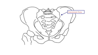 2.1 Female pelvis.pptx