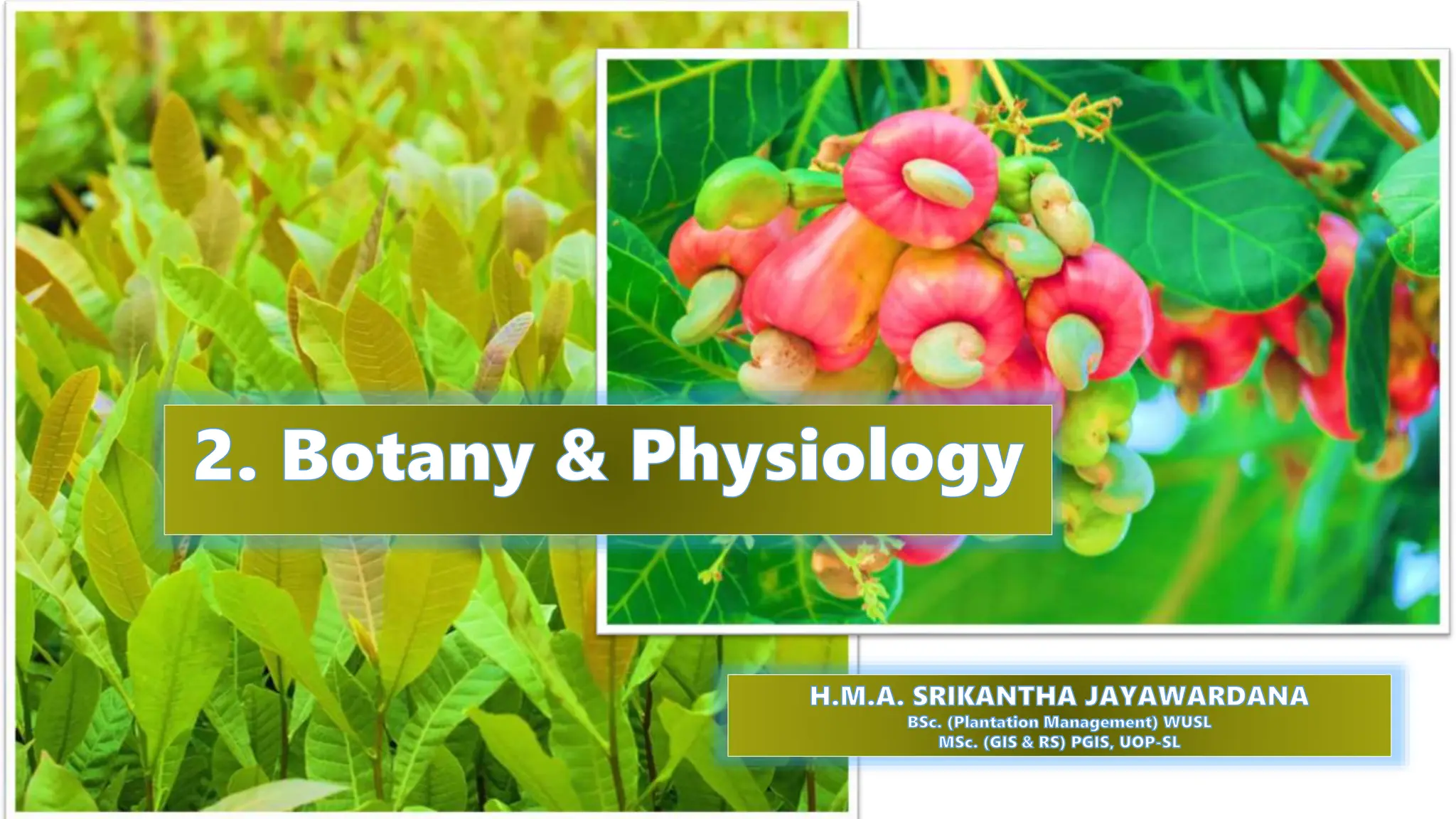 Botany & physiology of cashew plant | PPTX