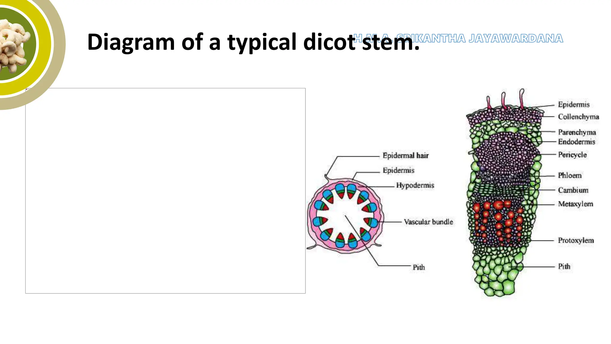 Botany & physiology of cashew plant | PPTX