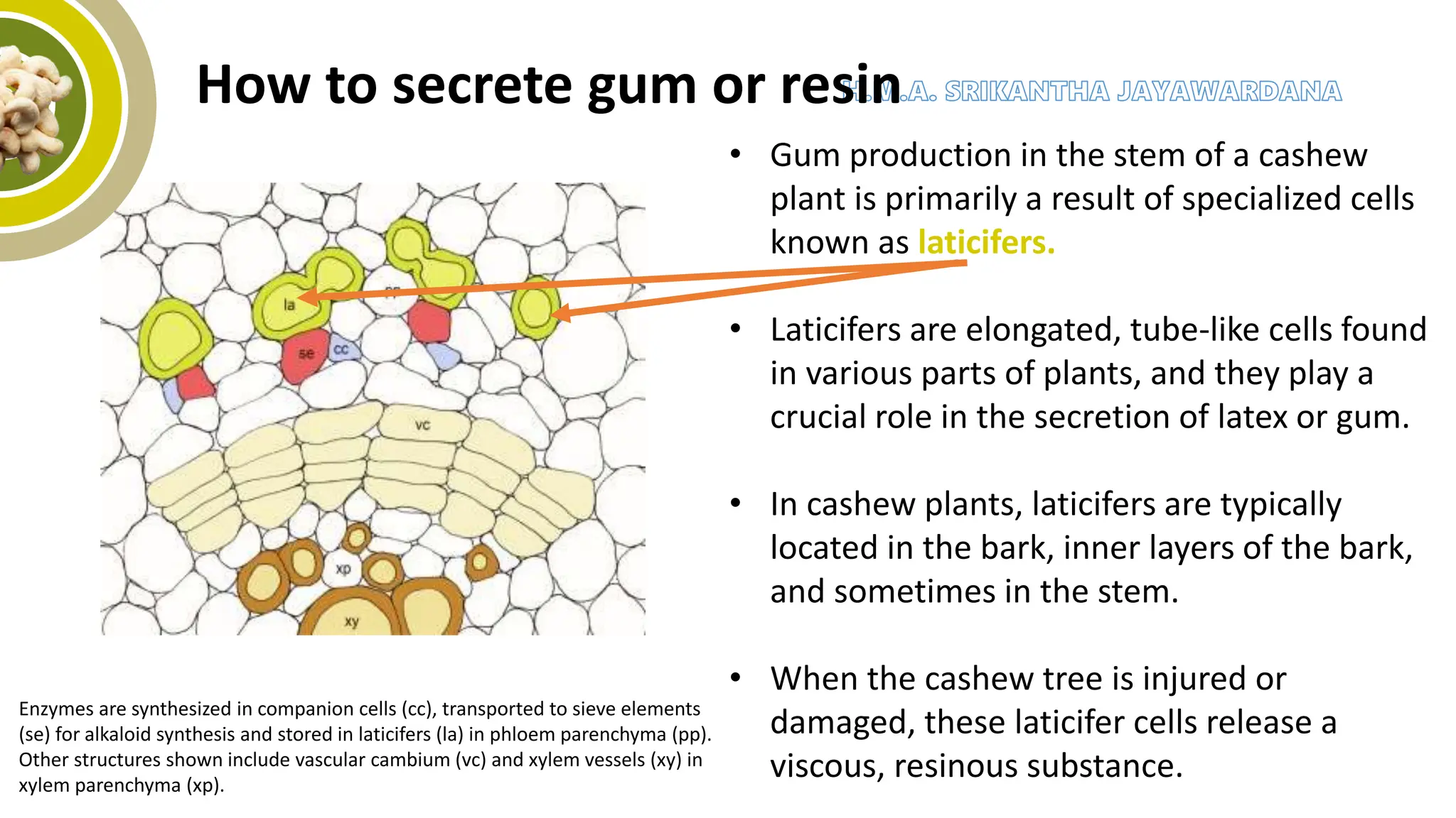 Botany & physiology of cashew plant | PPTX