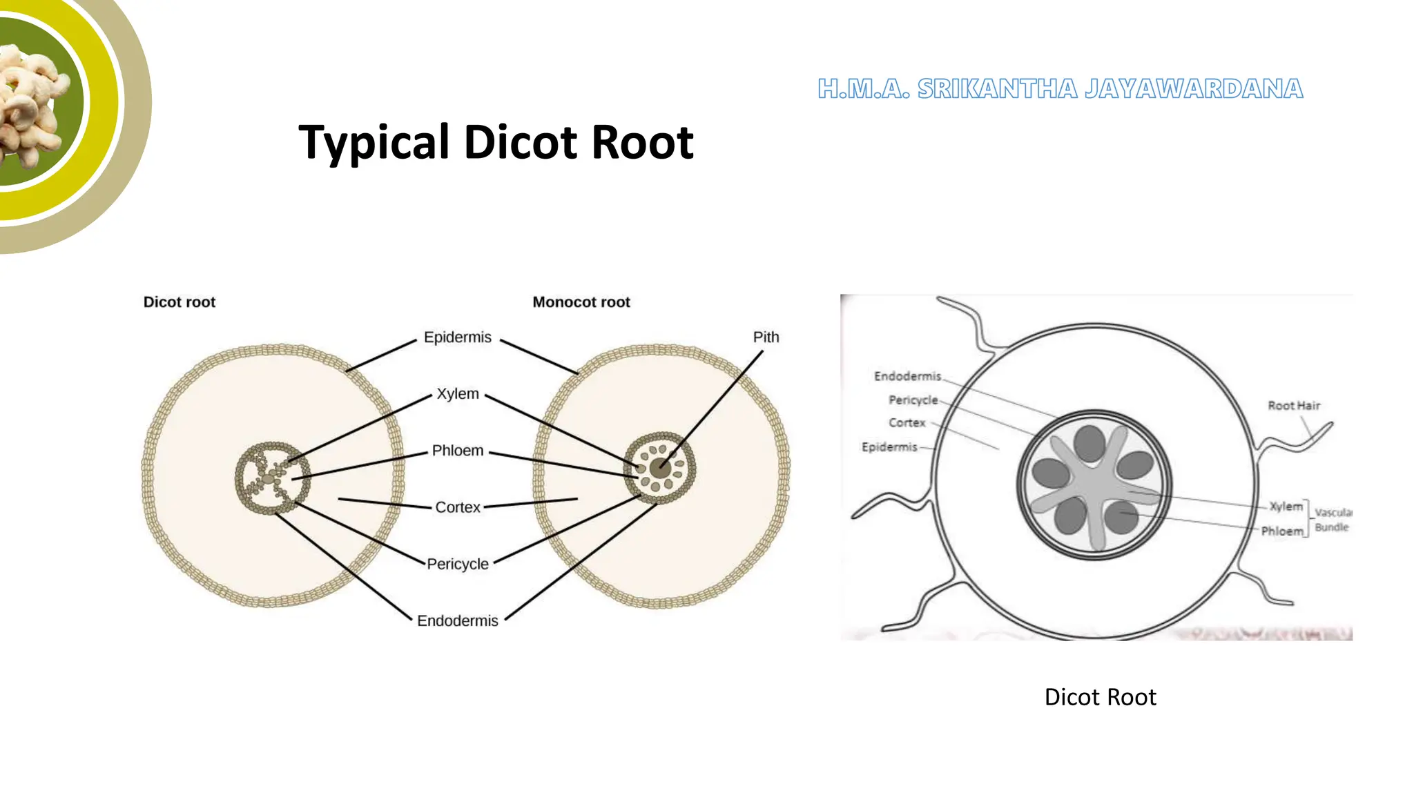 Botany & physiology of cashew plant | PPTX
