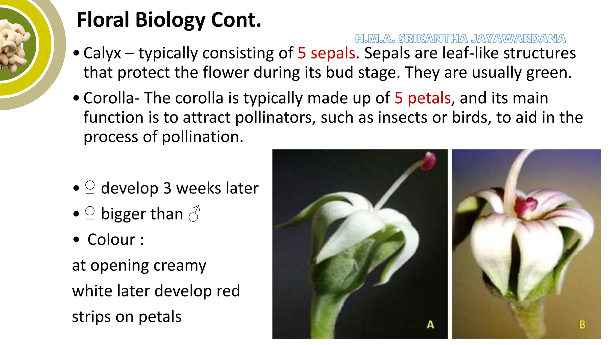 Botany & physiology of cashew plant | PPTX