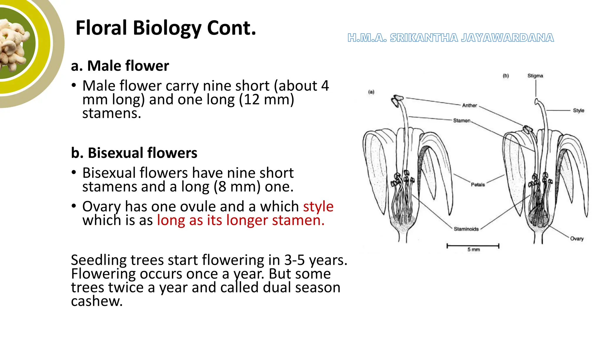 Botany & physiology of cashew plant | PPTX