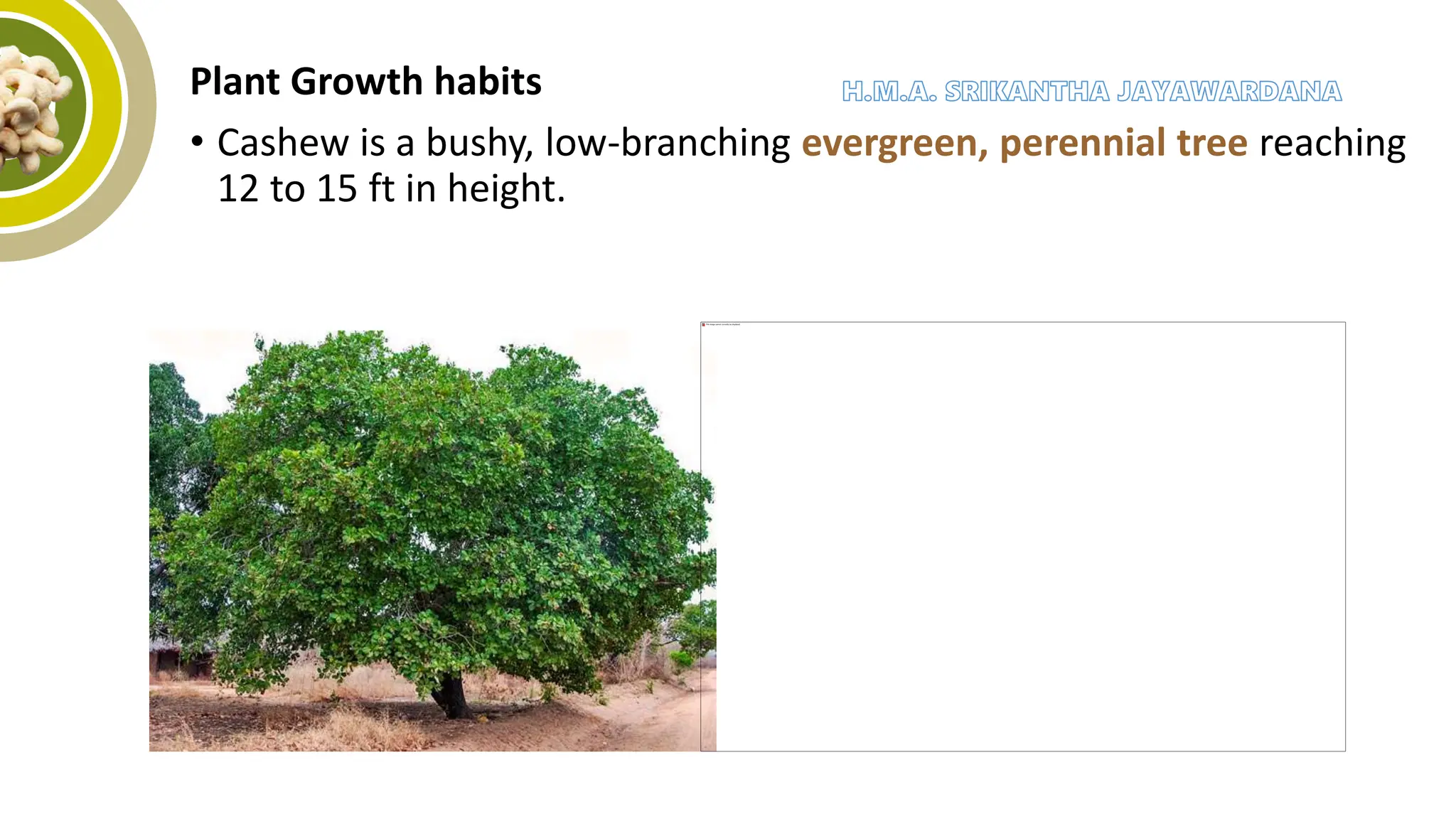 Botany & physiology of cashew plant | PPTX