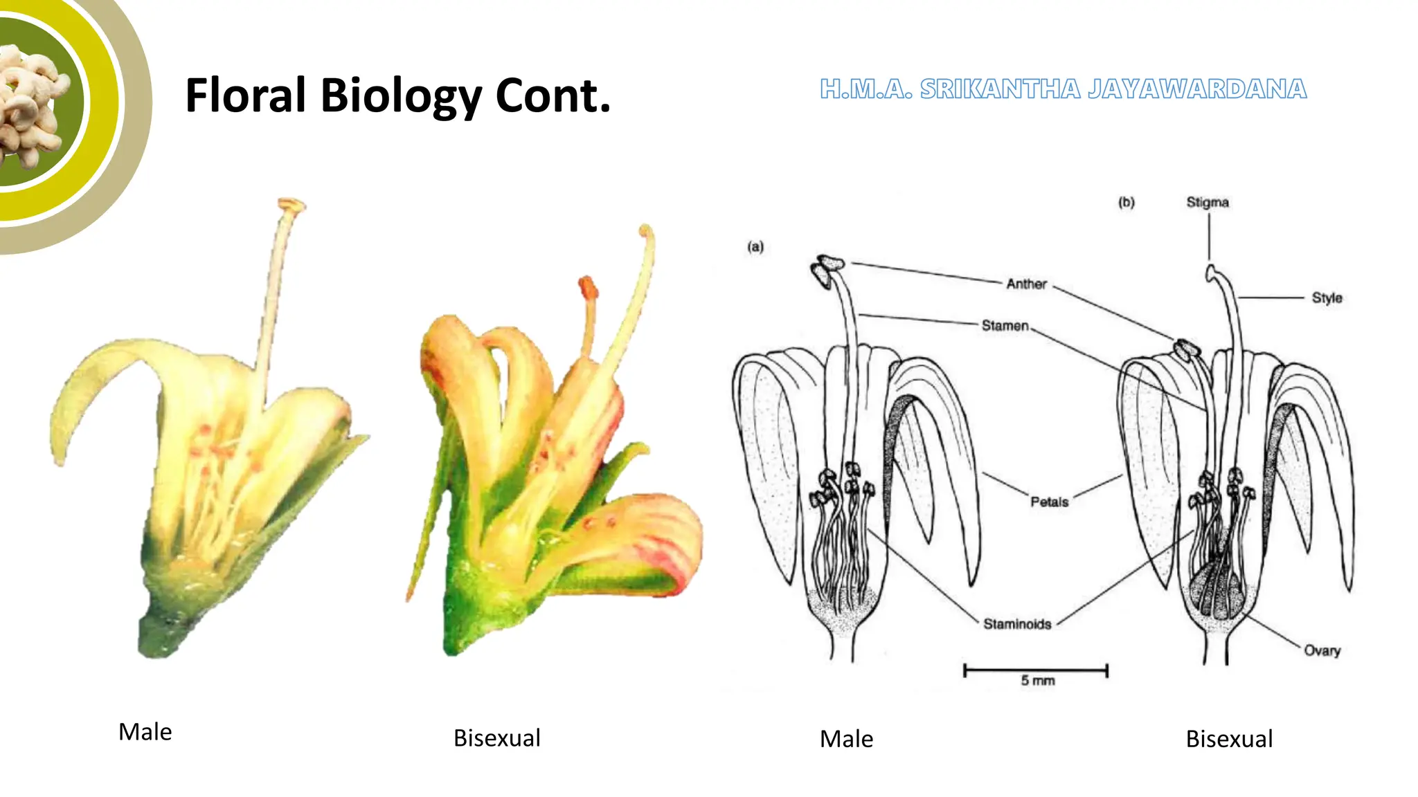 Botany & physiology of cashew plant | PPTX