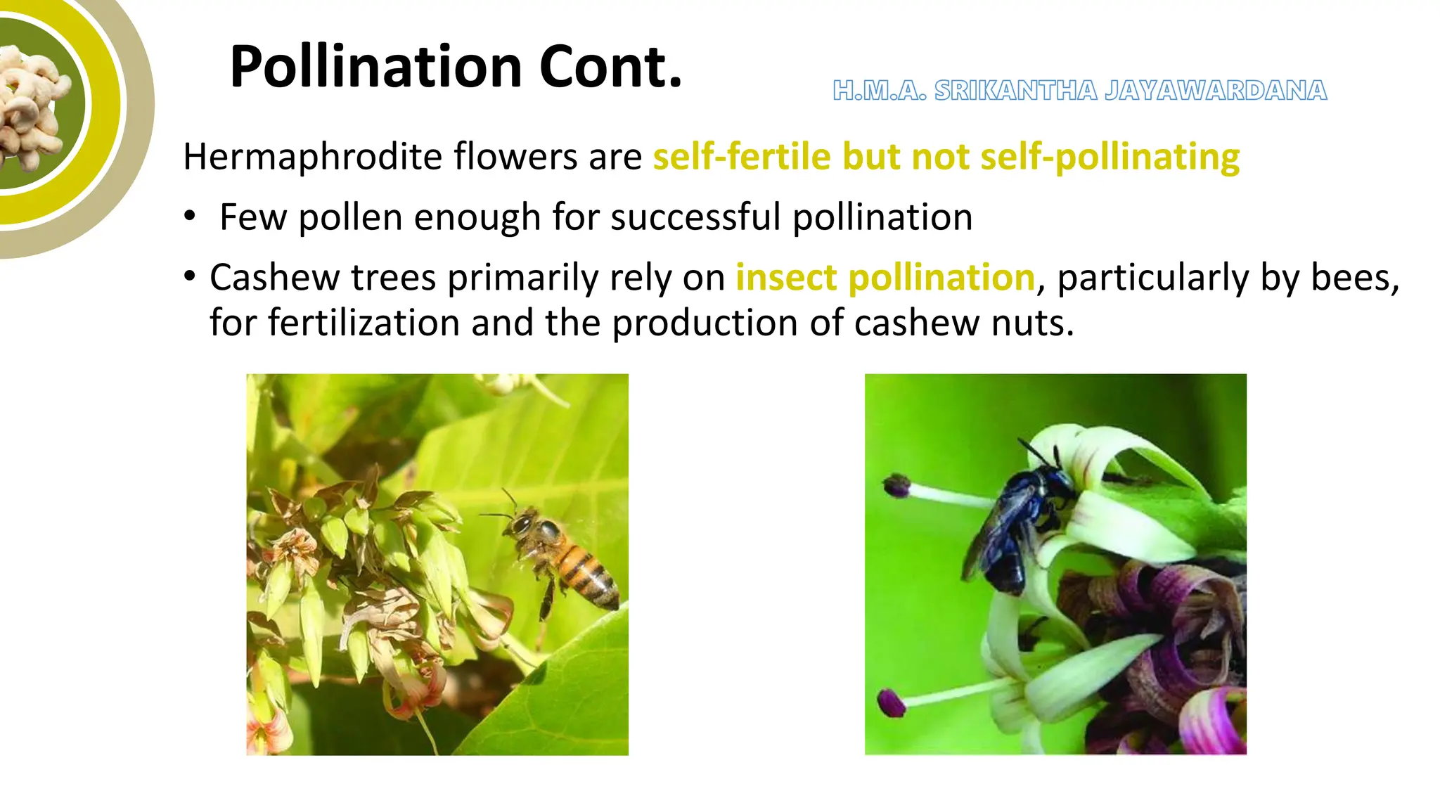 Botany & physiology of cashew plant | PPTX