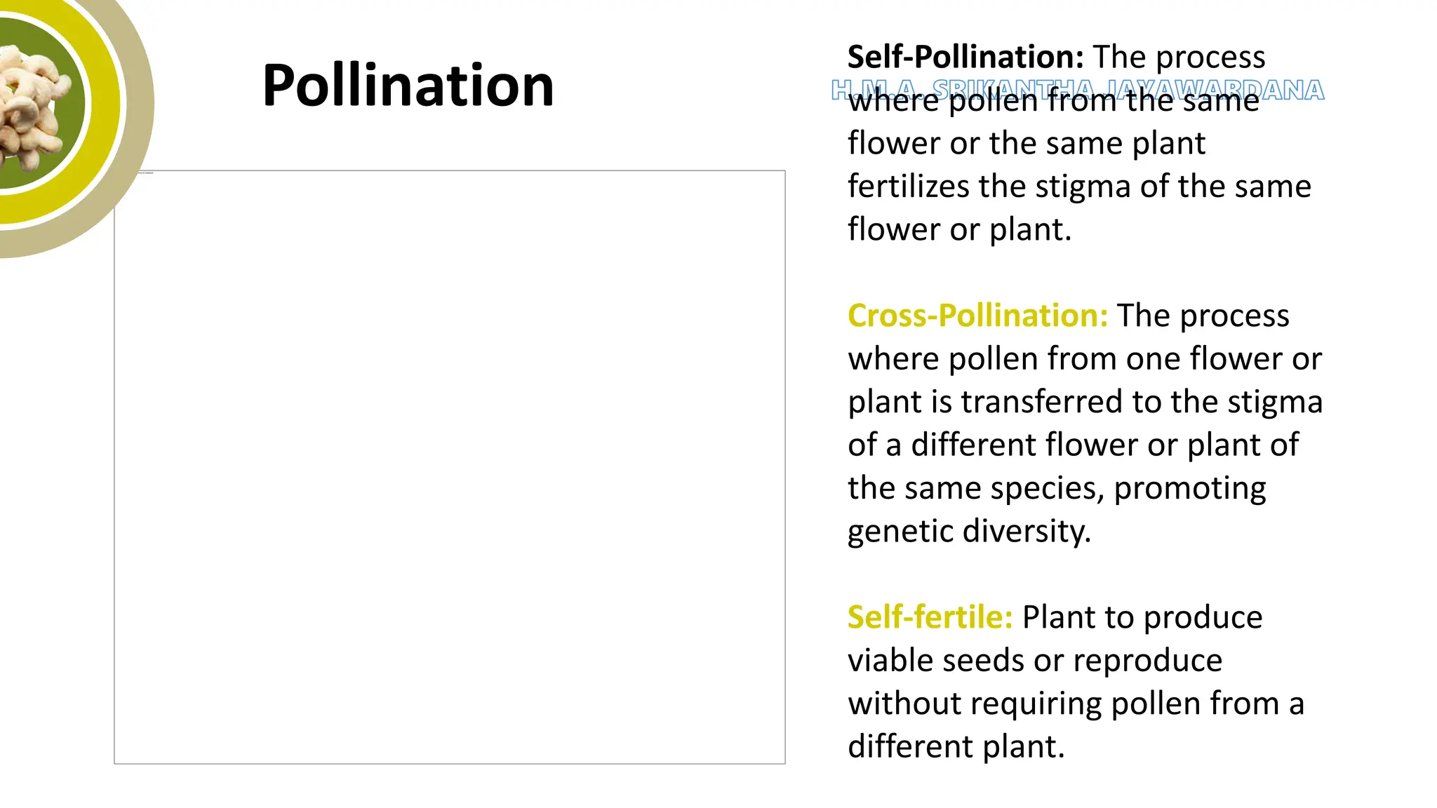 Botany & physiology of cashew plant | PPTX