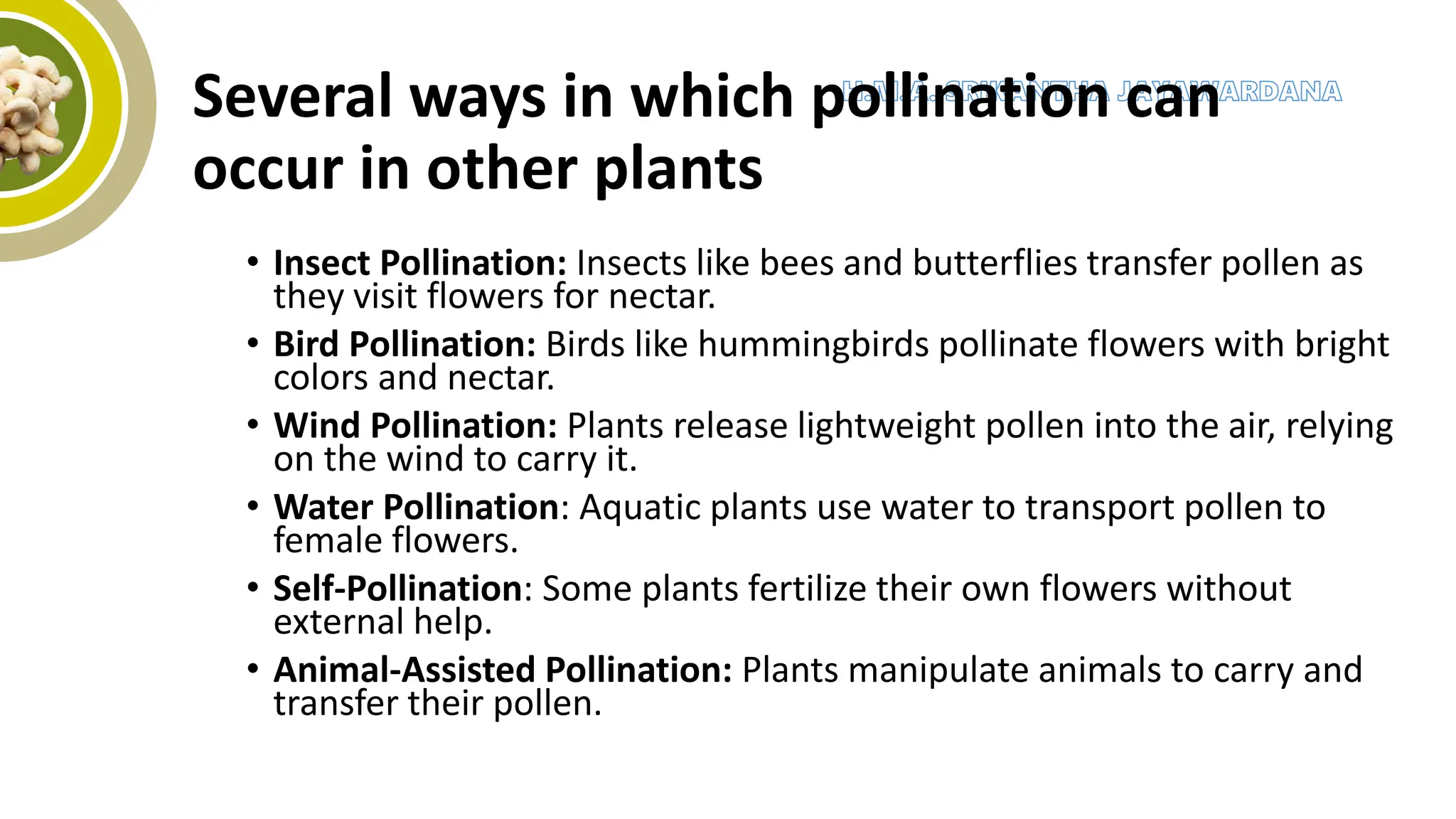Botany & physiology of cashew plant | PPTX