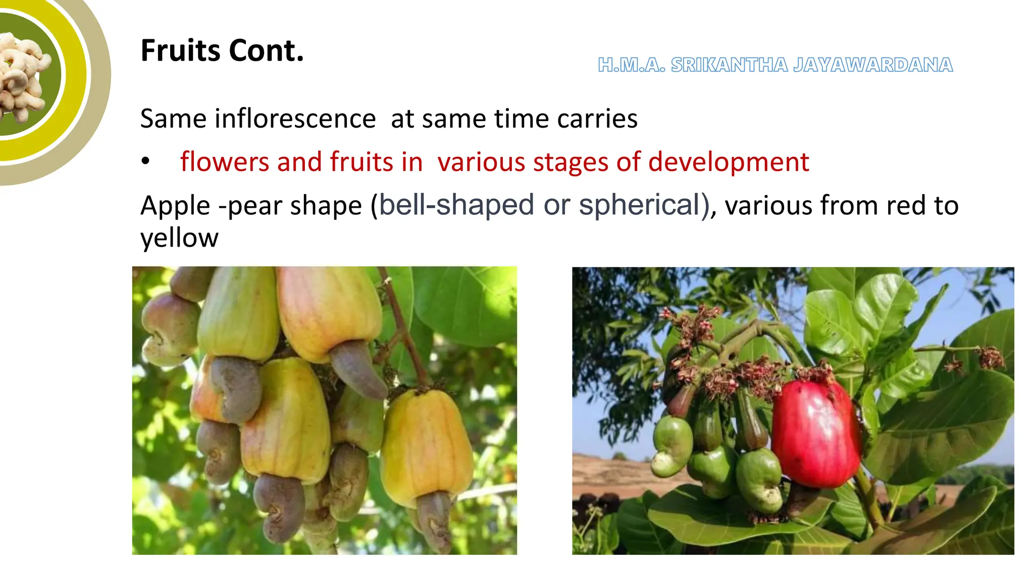 Botany & physiology of cashew plant | PPTX