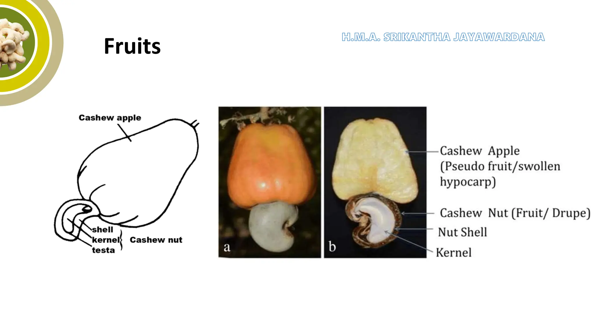 Botany & physiology of cashew plant | PPTX