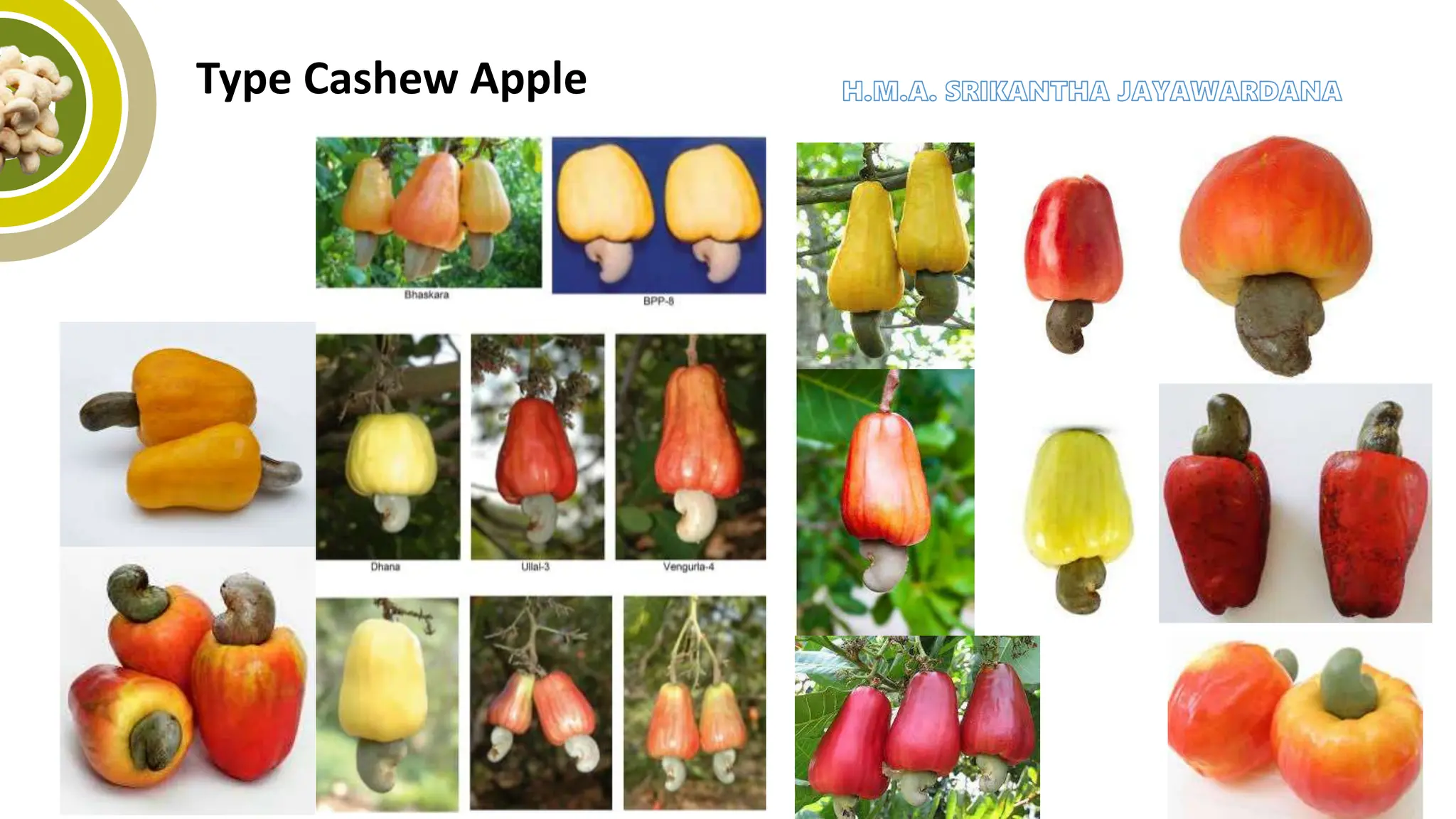 Botany & physiology of cashew plant | PPTX