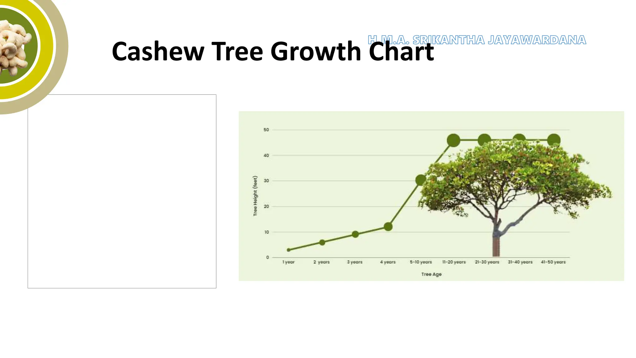 Botany & physiology of cashew plant | PPTX