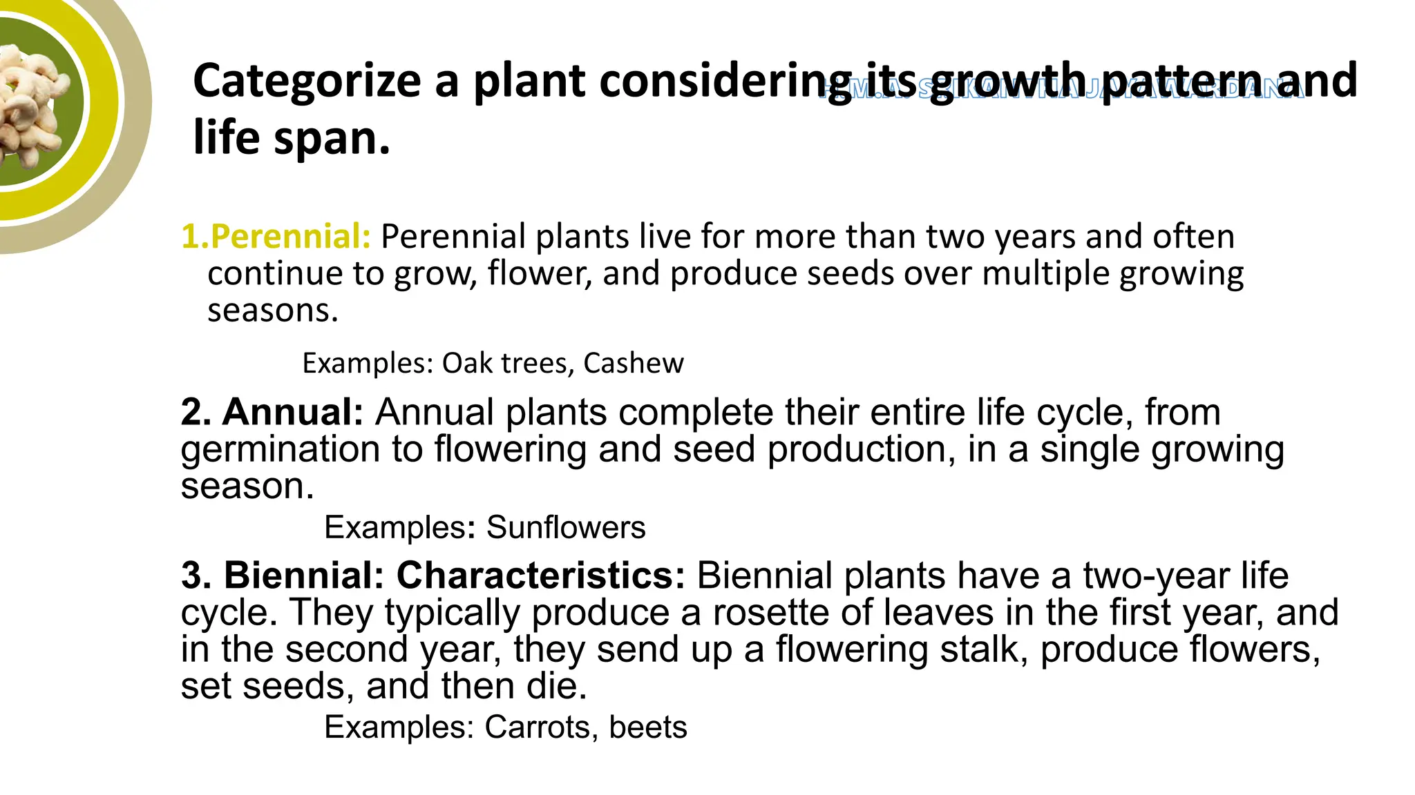 Botany & physiology of cashew plant | PPTX