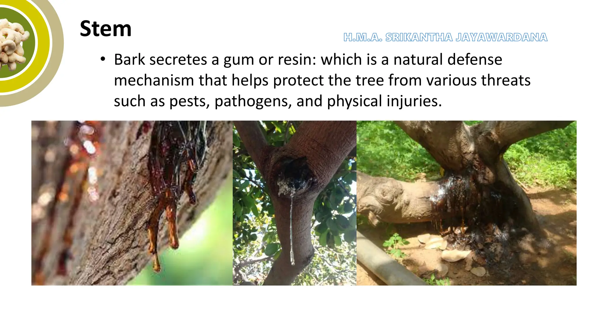 Botany & physiology of cashew plant | PPTX