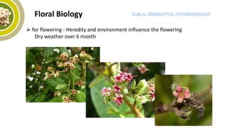 Botany & physiology of cashew plant | PPTX