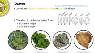 Botany & physiology of cashew plant | PPTX
