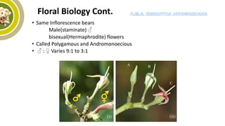 Botany & physiology of cashew plant | PPT | Free Download