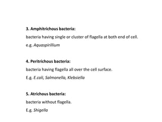 Bacteria_Classification.pptx | Free Download