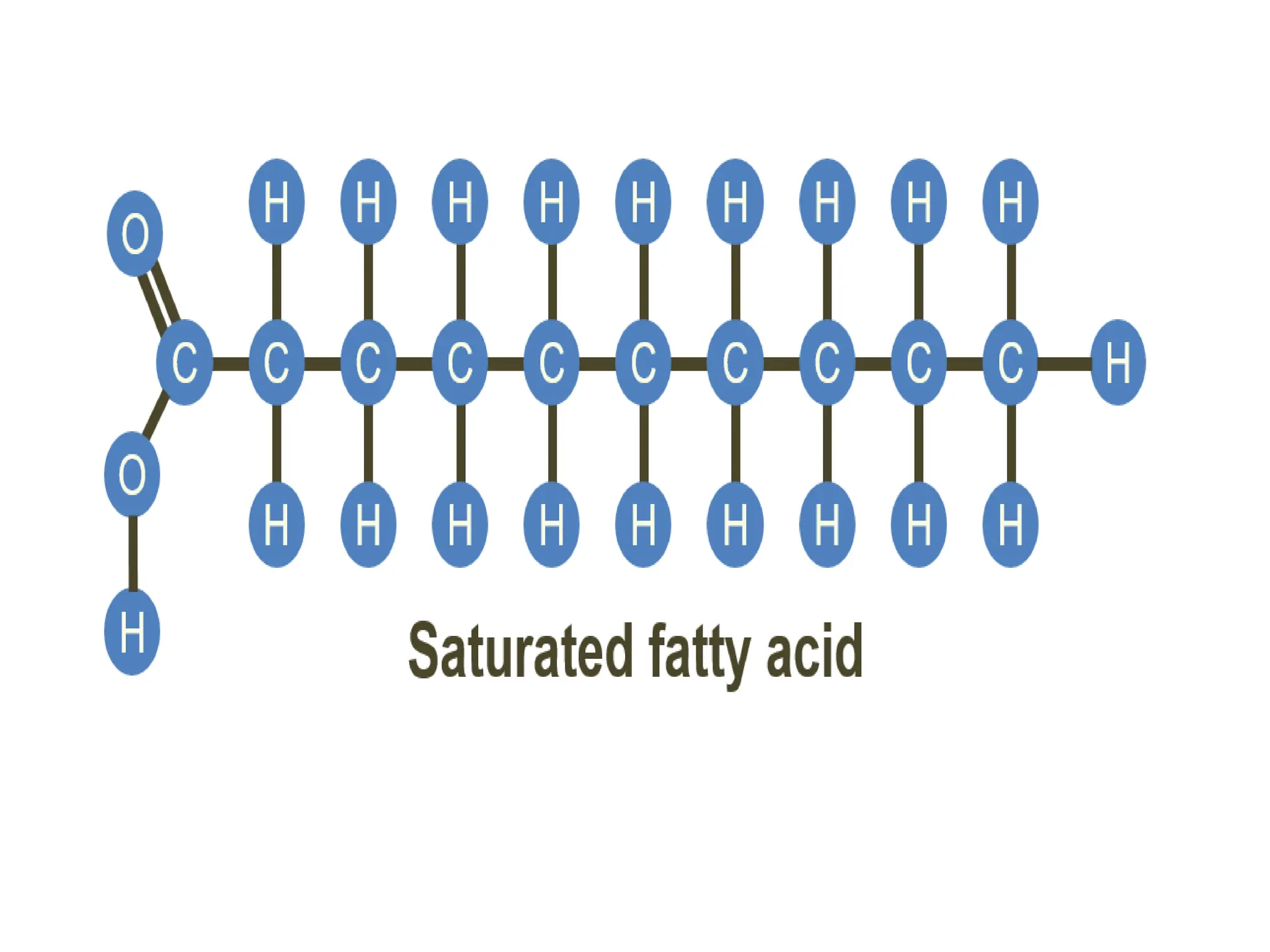 2. LIPIDS (Fatty Acids).pptx