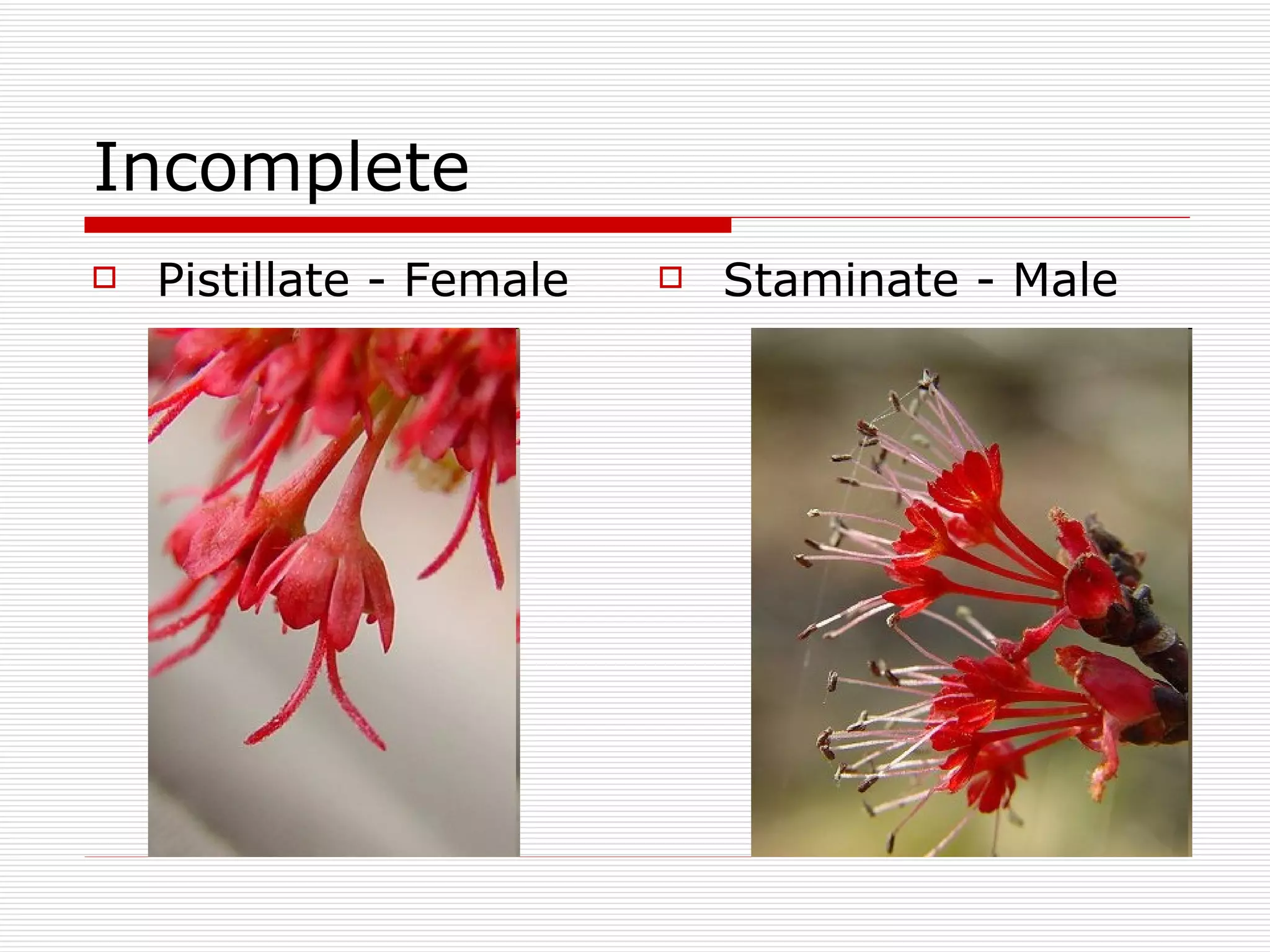 Inflorescence | PPT | Gardening | Home & Garden