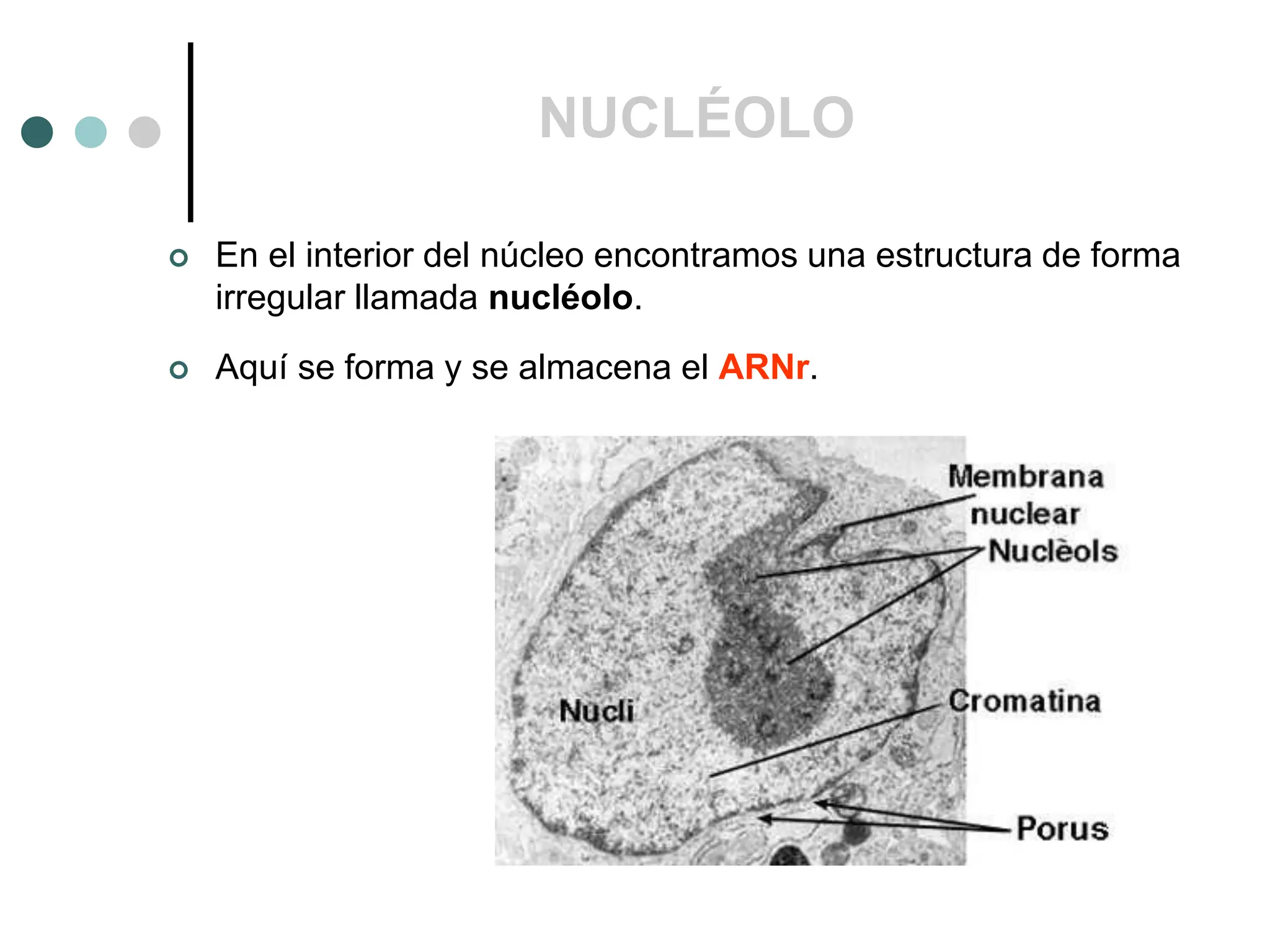 Tema 2b. Estructura del Núcleo 2023.pdf