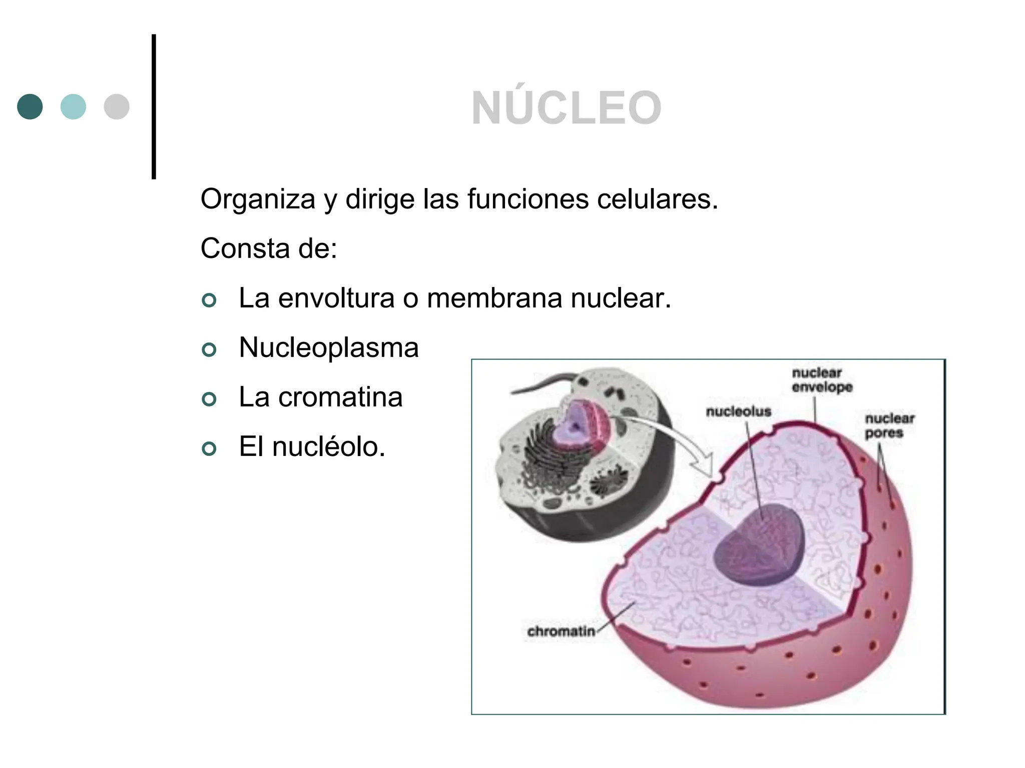 Tema 2b. Estructura del Núcleo 2023.pdf