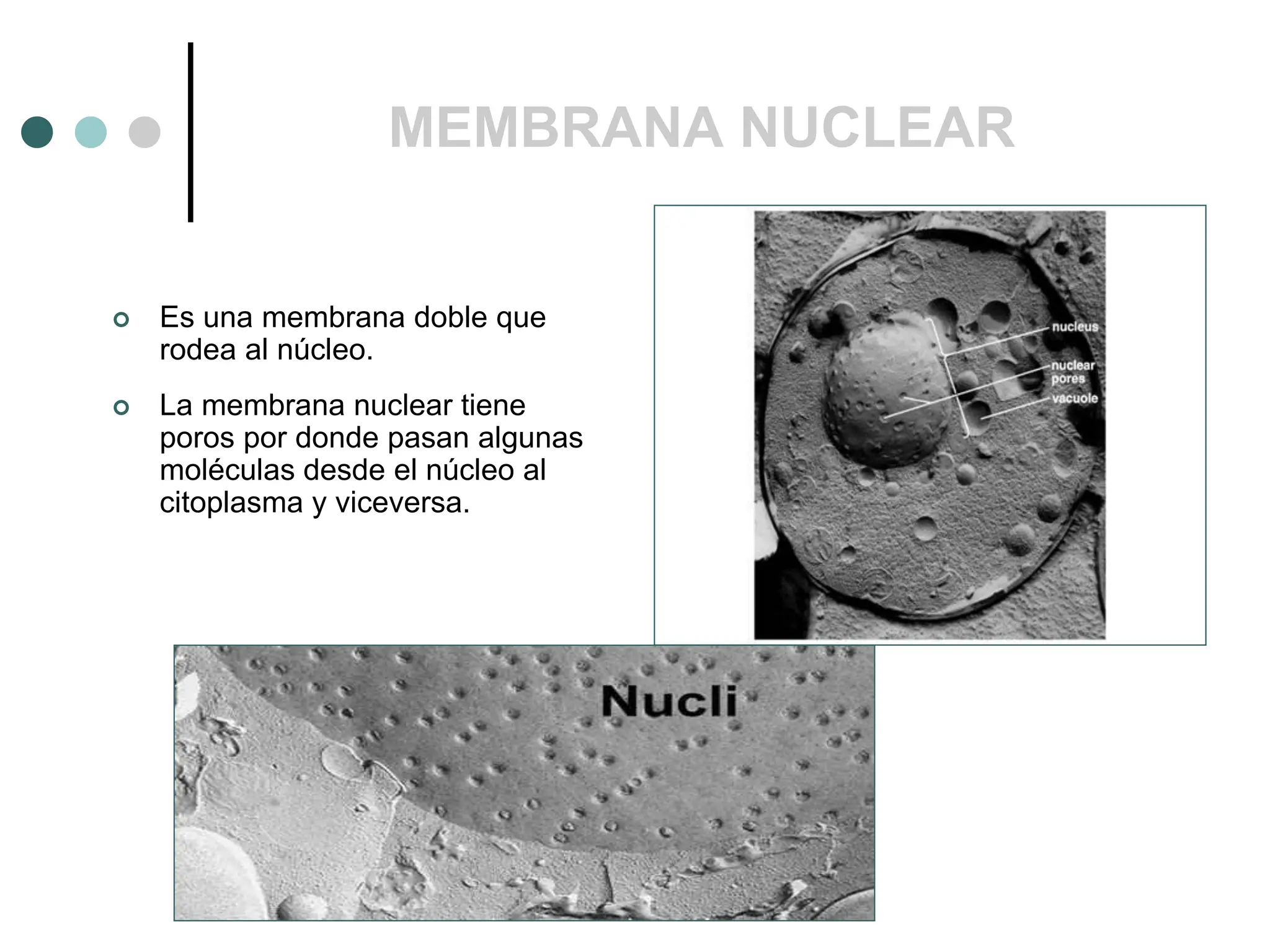 Tema 2b. Estructura del Núcleo 2023.pdf