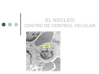 Tema 2b. Estructura del Núcleo 2023.pdf