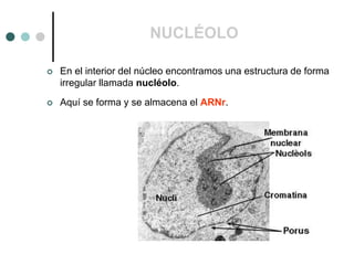 Tema 2b. Estructura del Núcleo 2023.pdf