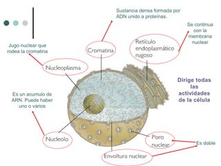 Tema 2b. Estructura del Núcleo 2023.pdf