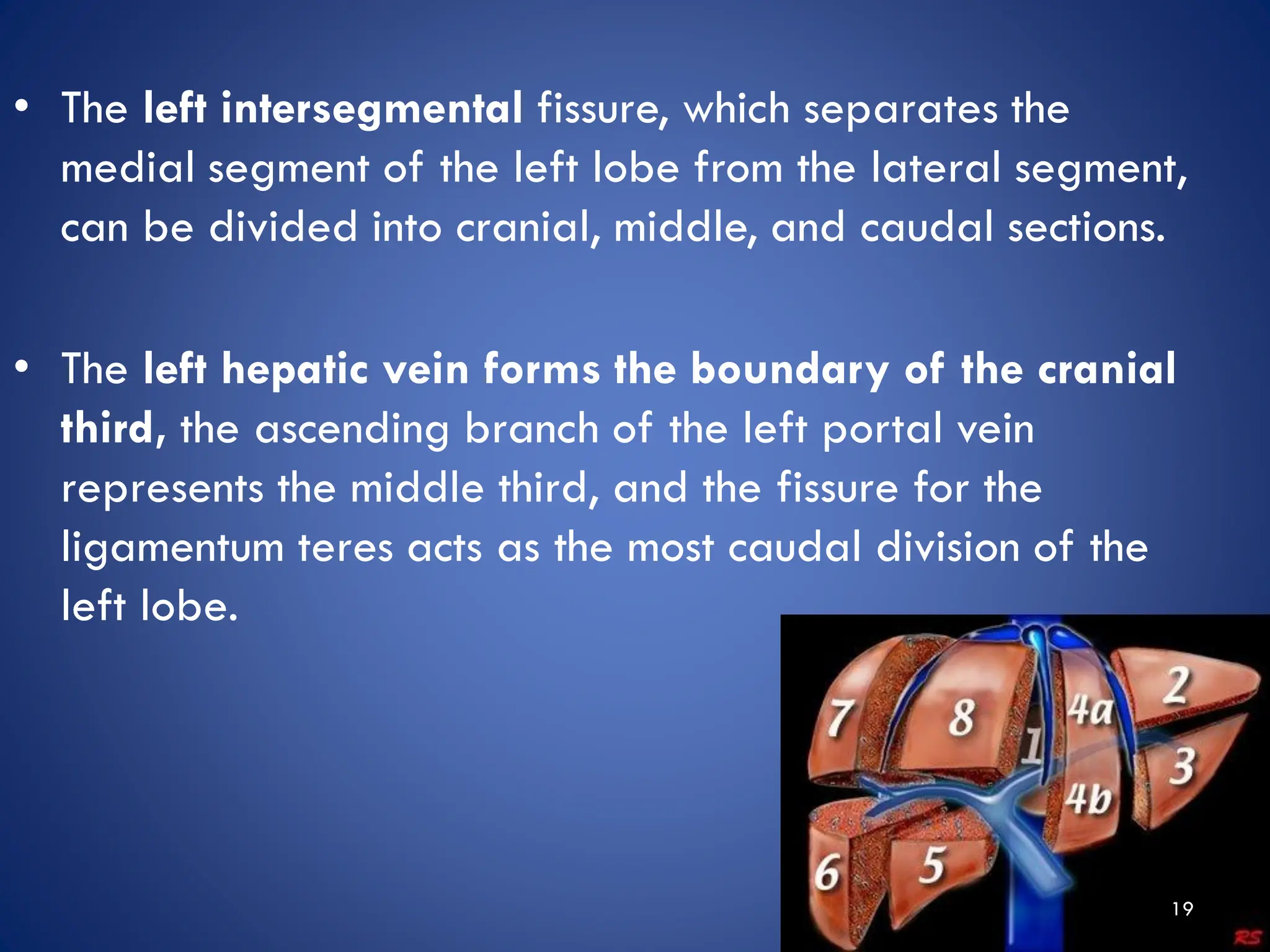 2.Segemental Anatomy of the liver.pdf | Digestive Disorders | Diseases ...