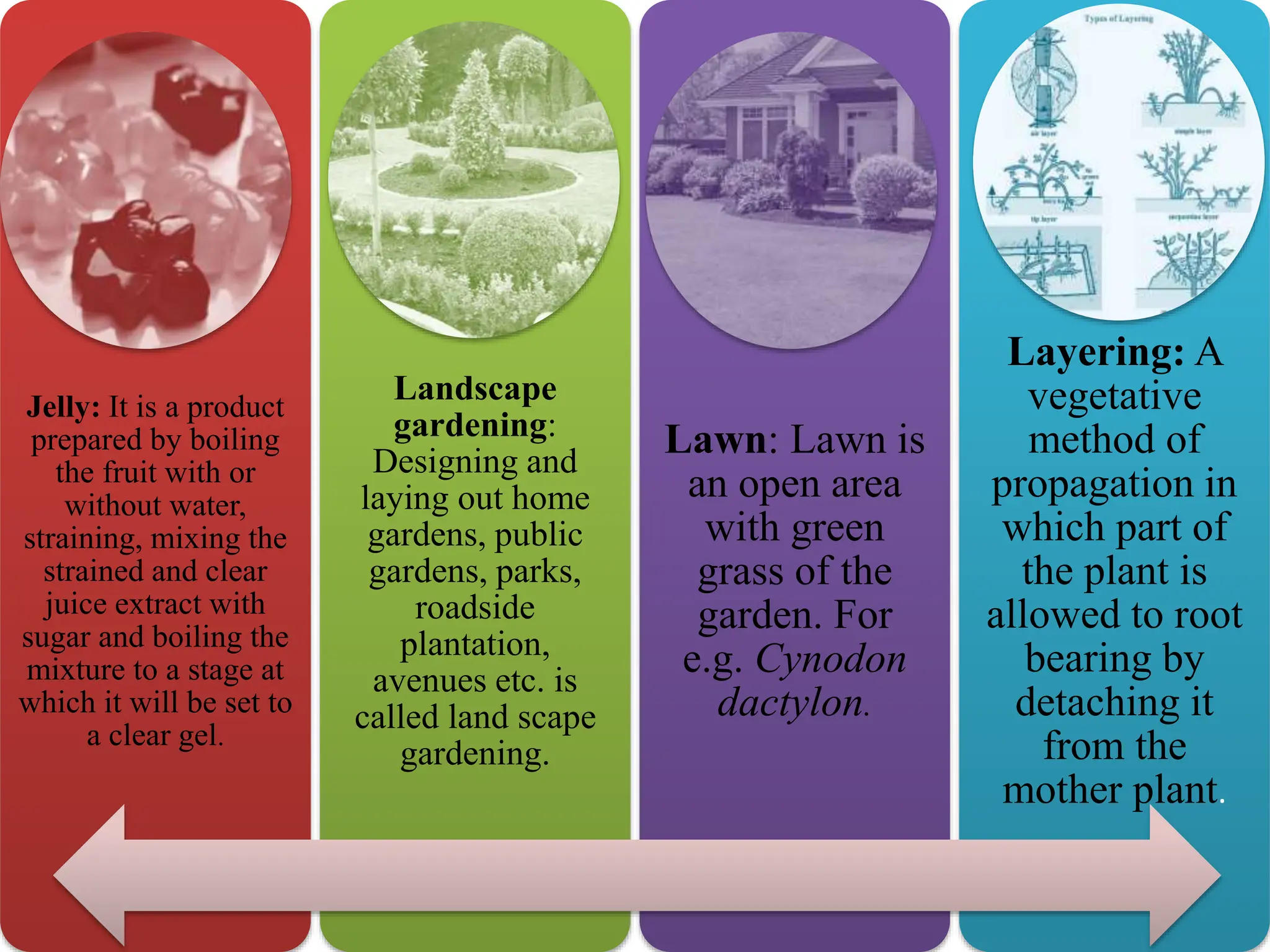 Definition and branches of Horticulture.pptx