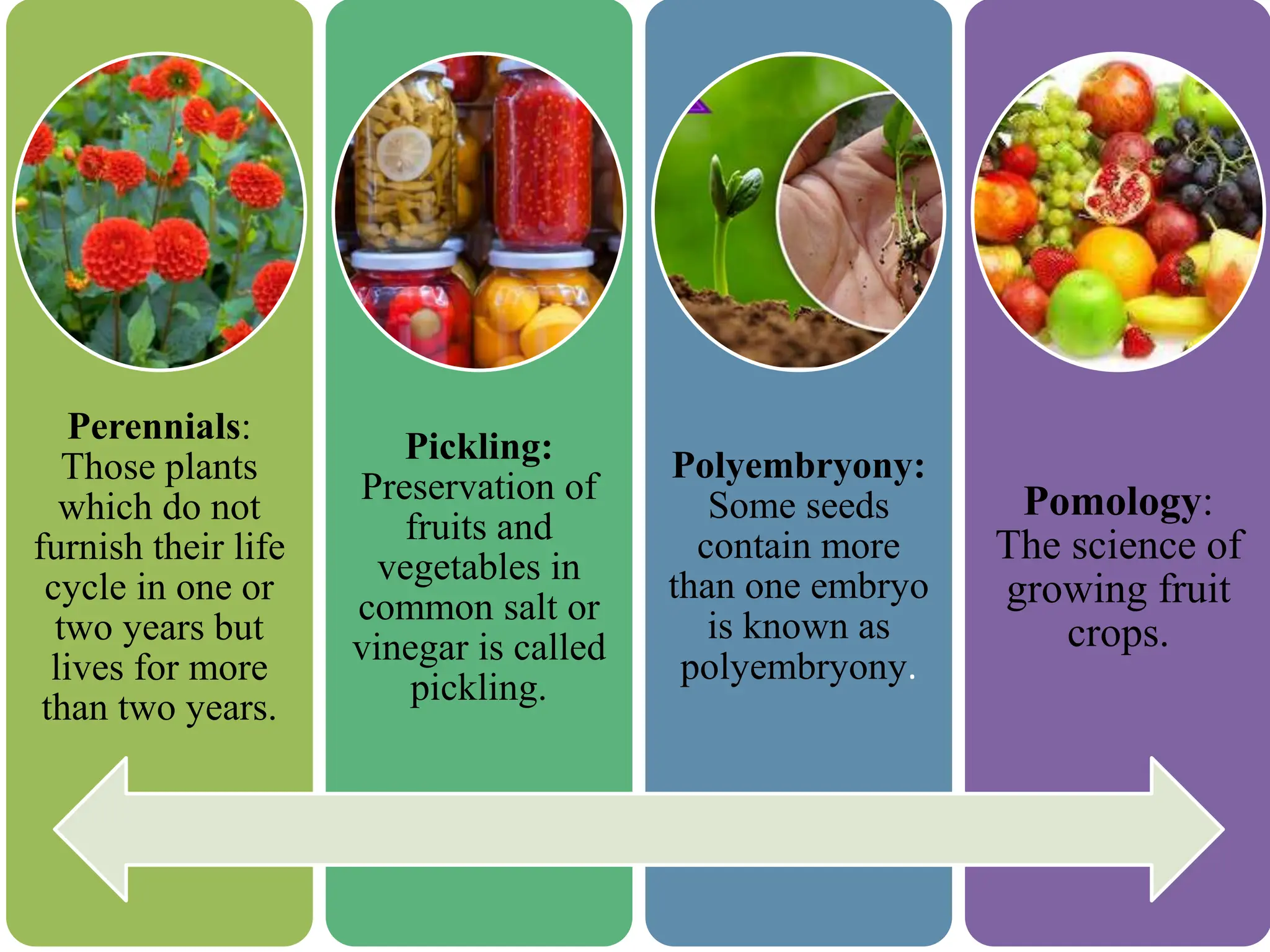 Definition and branches of Horticulture.pptx
