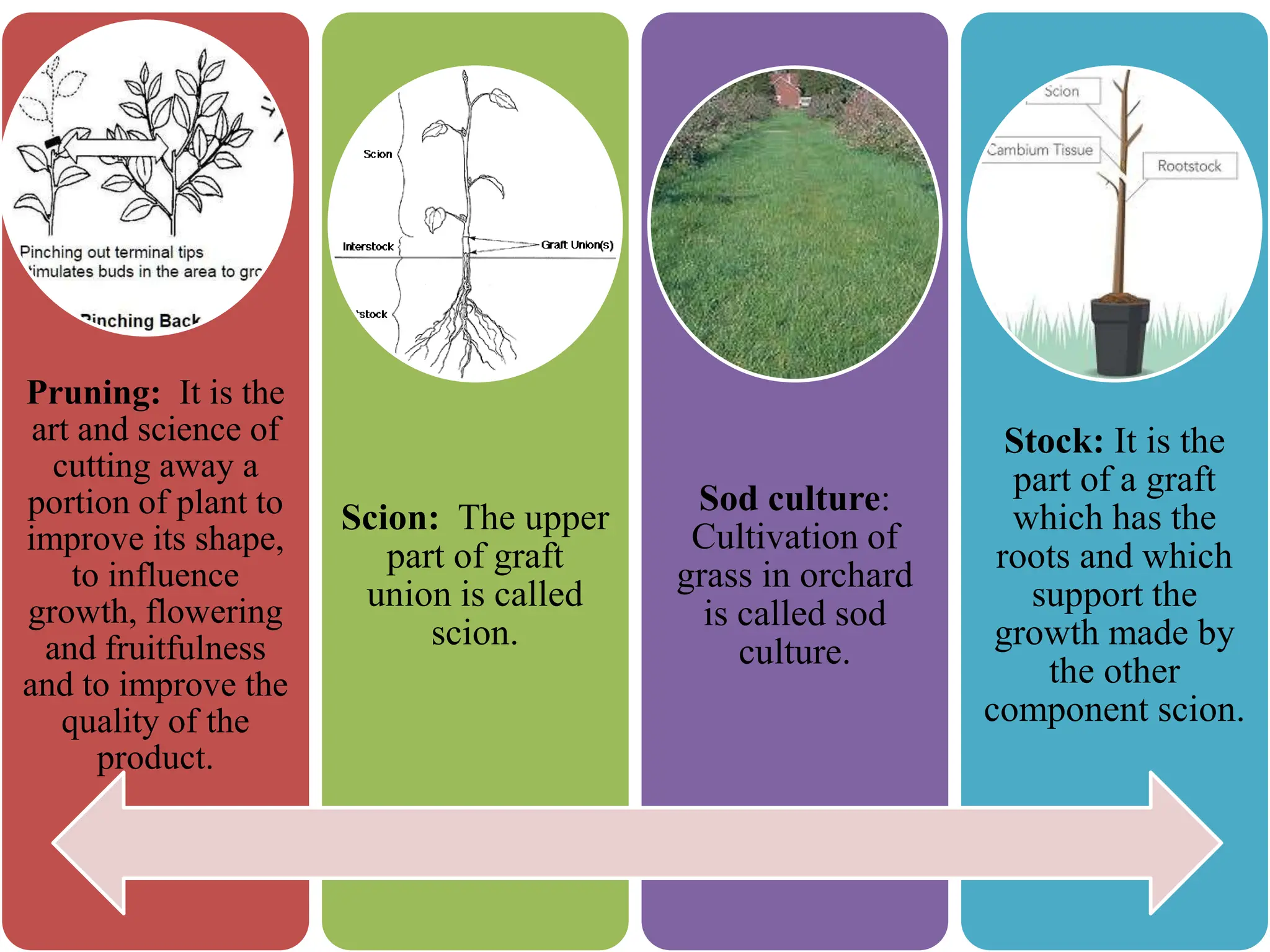 Definition and branches of Horticulture.pptx