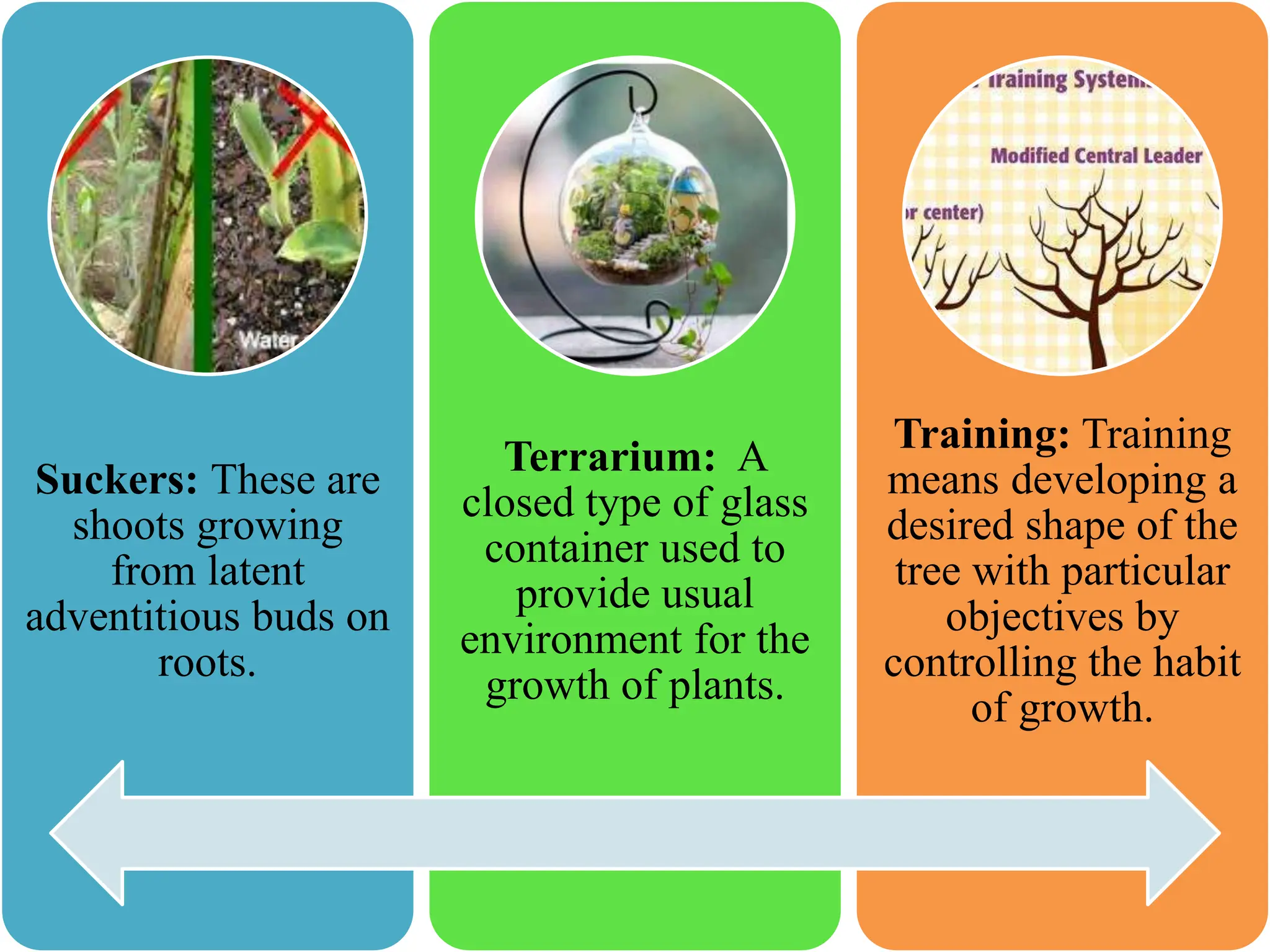 Definition and branches of Horticulture.pptx