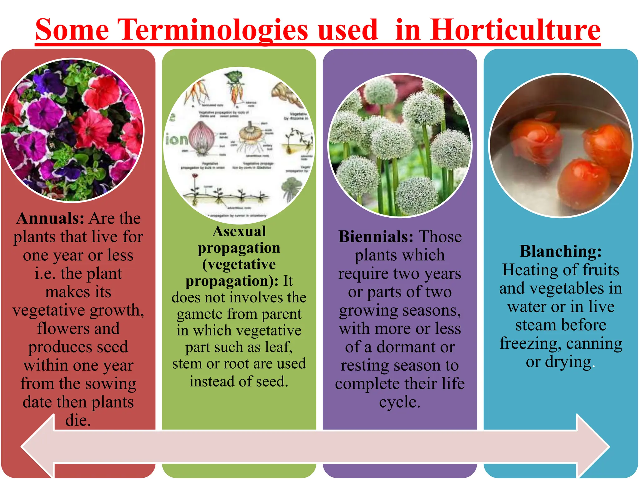 Definition and branches of Horticulture.pptx