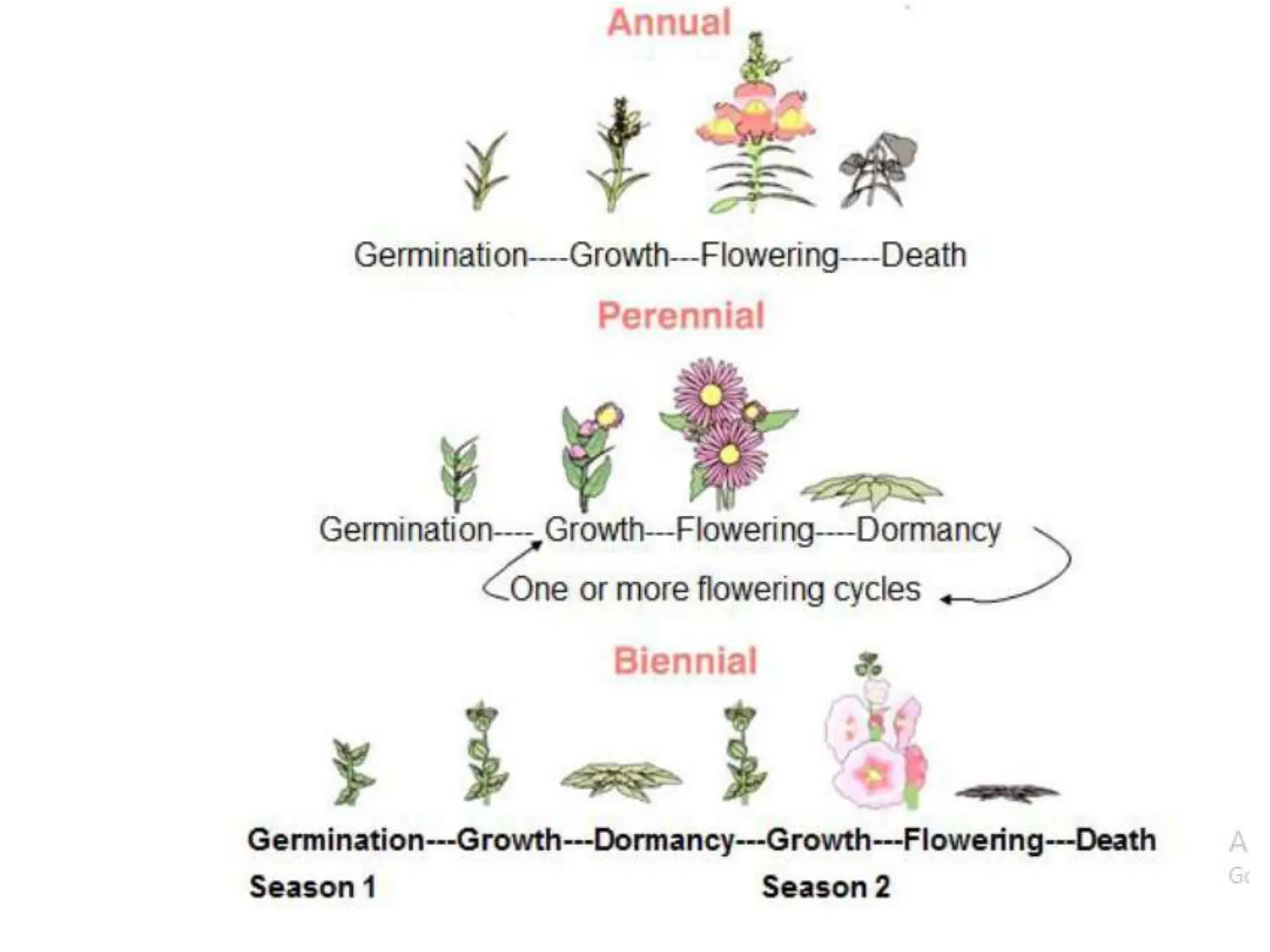 Definition and branches of Horticulture.pptx