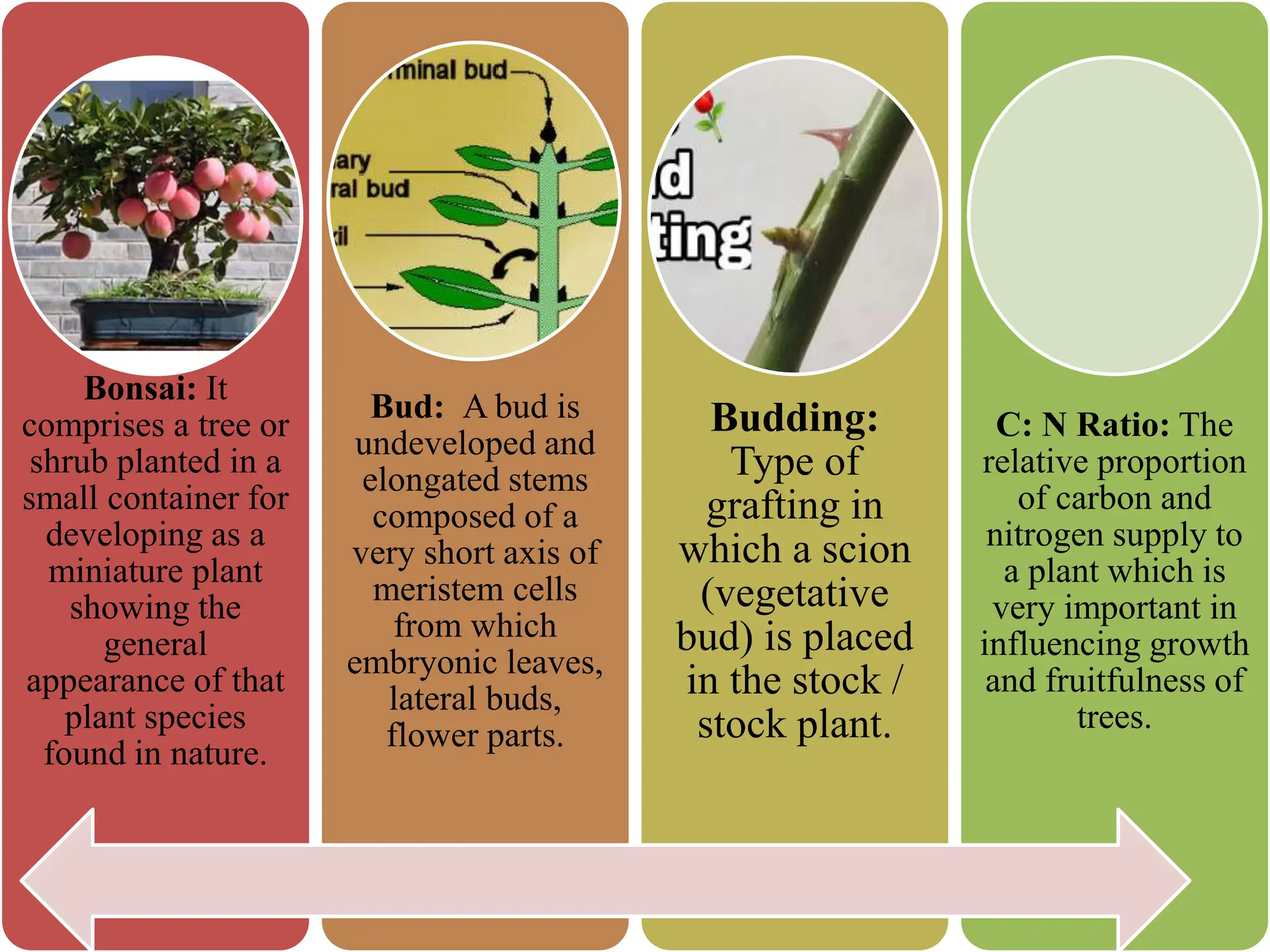 Definition and branches of Horticulture.pptx