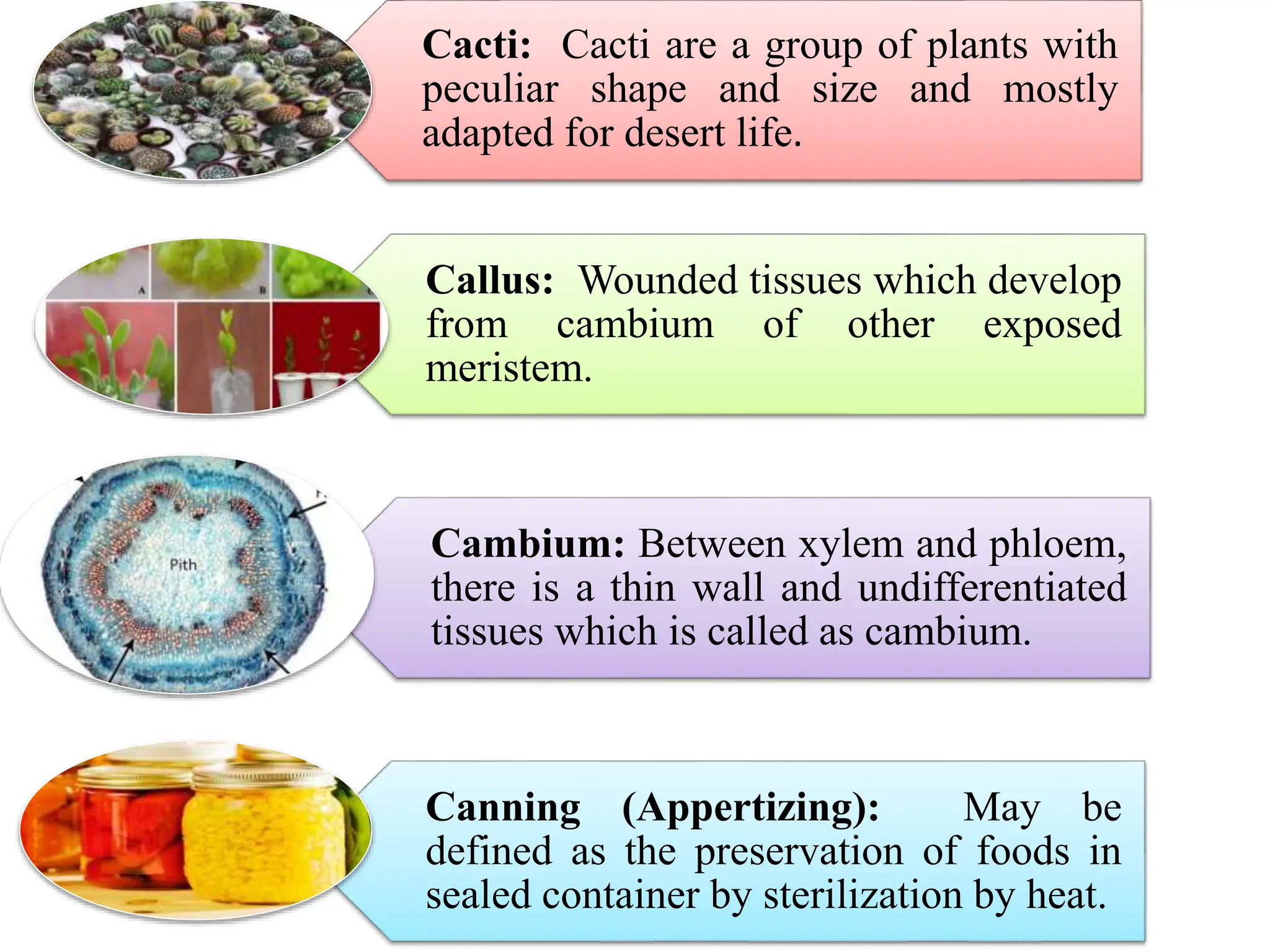 Definition and branches of Horticulture.pptx