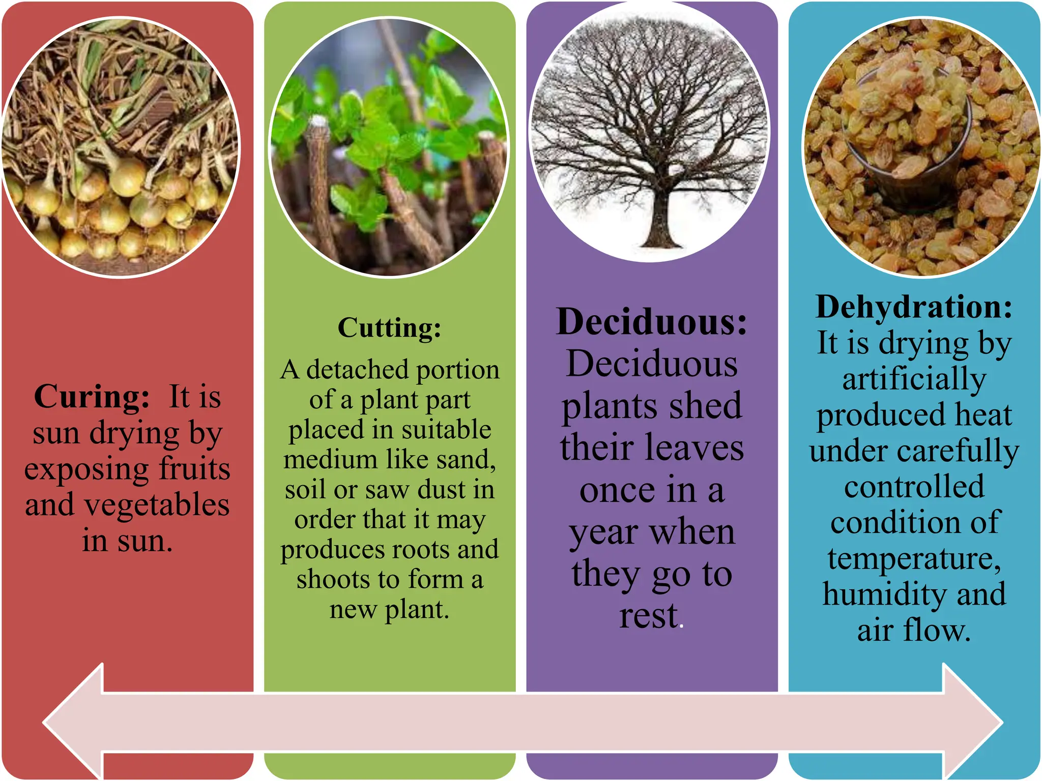 Definition and branches of Horticulture.pptx