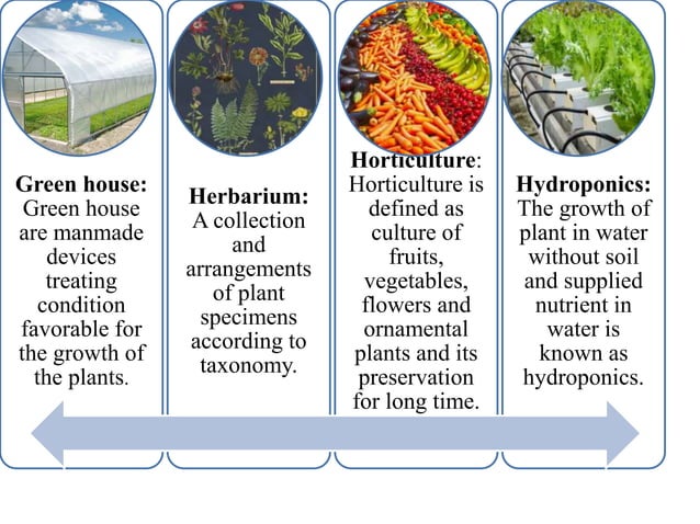 Definition and branches of Horticulture.pptx