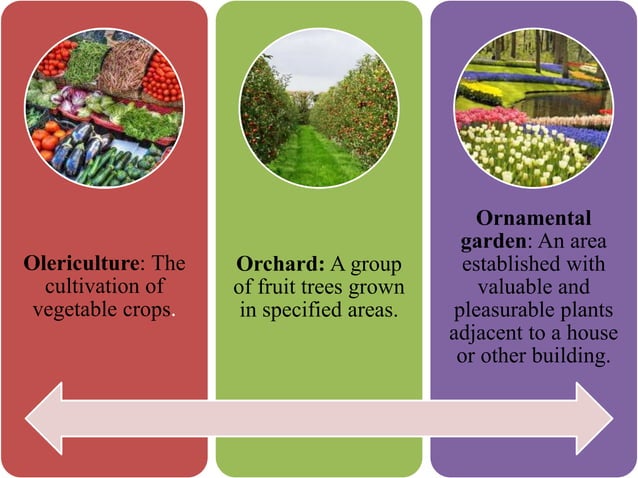 Definition and branches of Horticulture.pptx