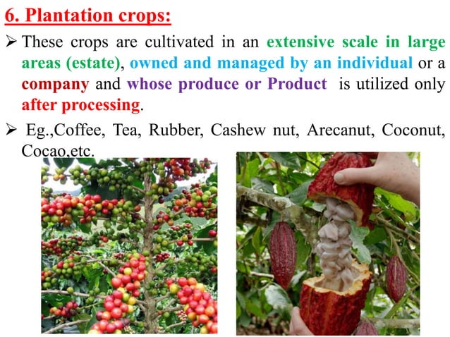 Definition and branches of Horticulture.pptx