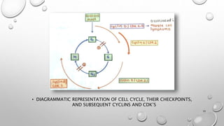 2. Radio sensitivity and cell age in the mitotic cycle.pptx