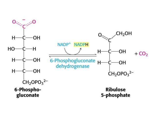 Hexose monophosphate pathway/Pentose phosphate pathway.pptx
