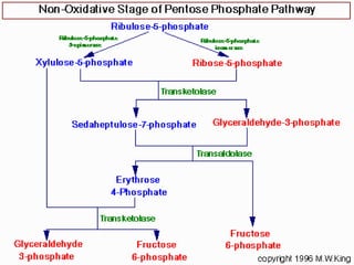 Hexose monophosphate pathway/Pentose phosphate pathway.pptx | Endocrine ...