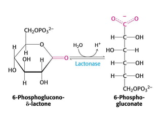 Hexose monophosphate pathway/Pentose phosphate pathway.pptx