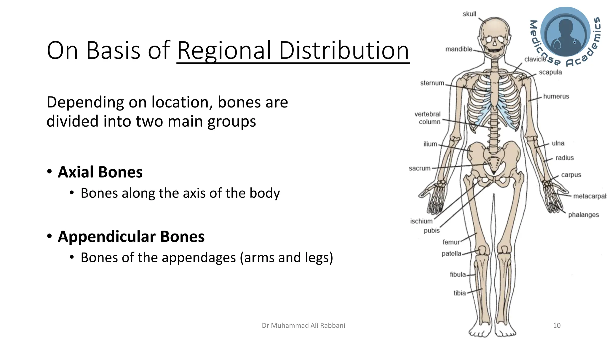 General Anatomy of Bone, Skeleton, and Cartilage | PDF