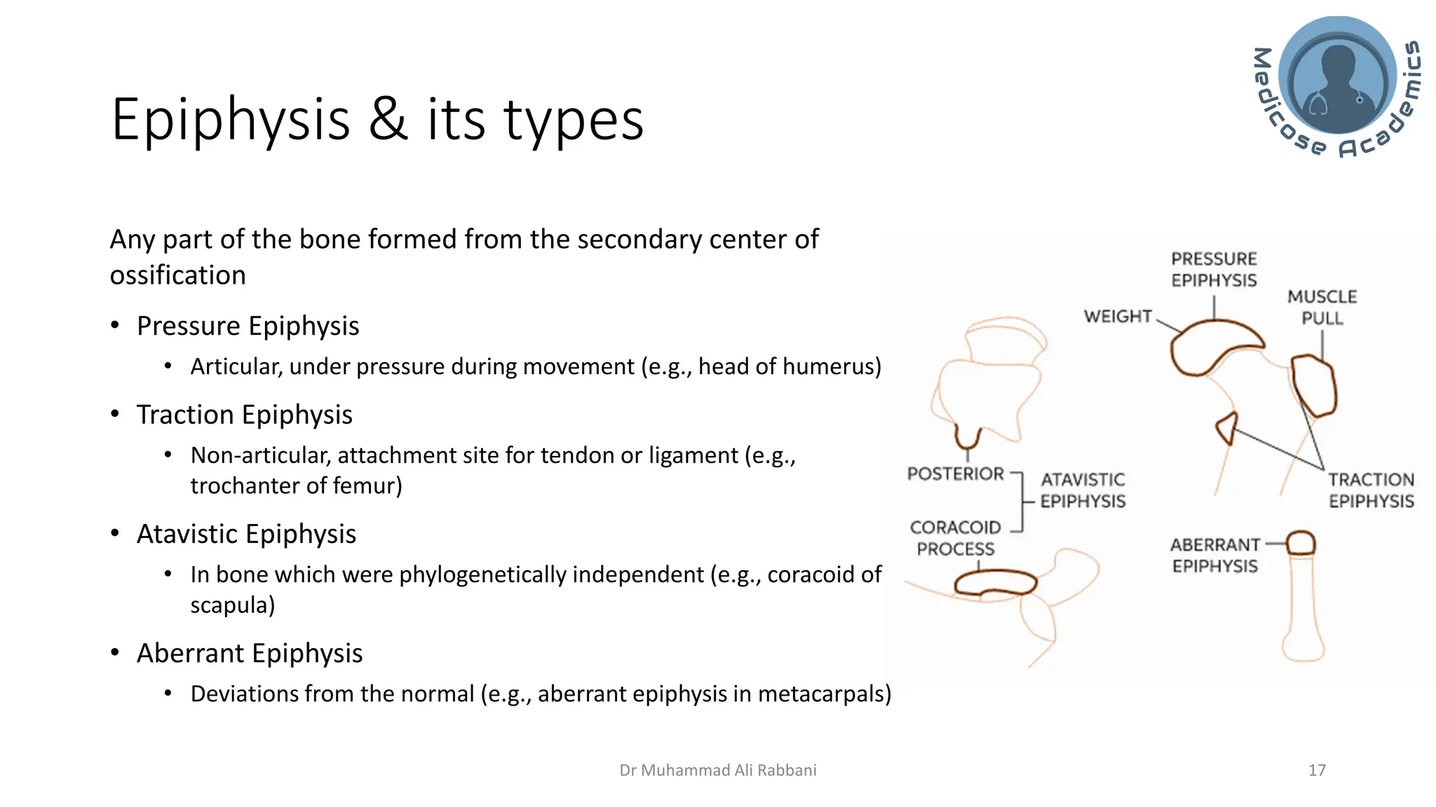 General Anatomy of Bone, Skeleton, and Cartilage | PDF