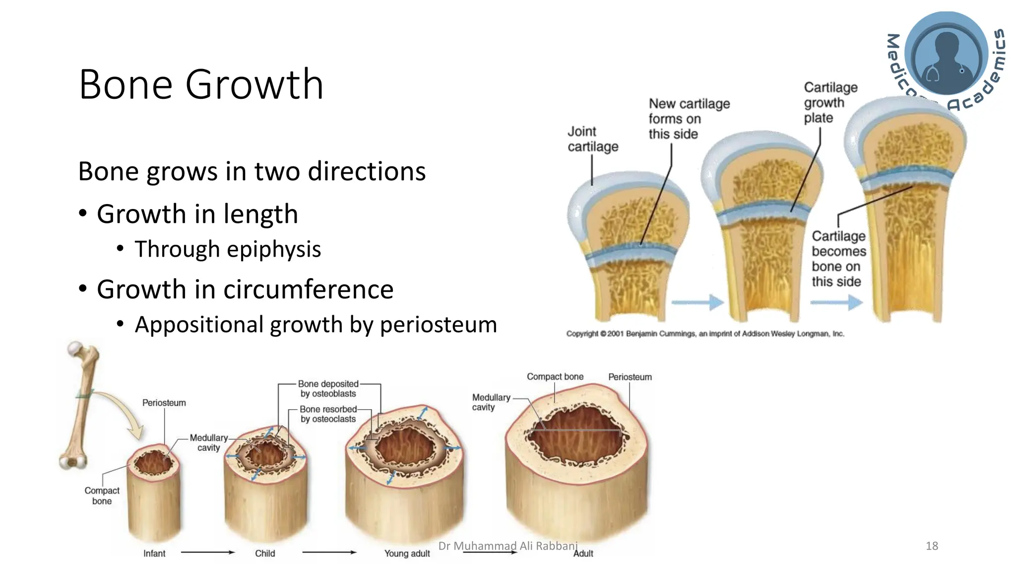 General Anatomy of Bone, Skeleton, and Cartilage | PDF